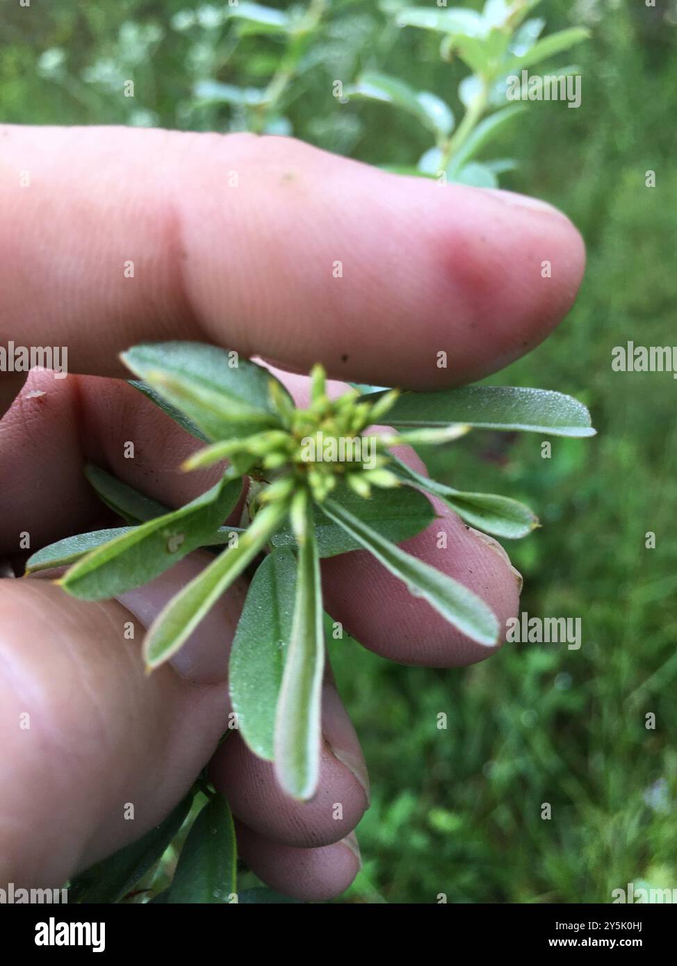round-headed bush clover (Lespedeza capitata) Plantae Stock Photo - Alamy