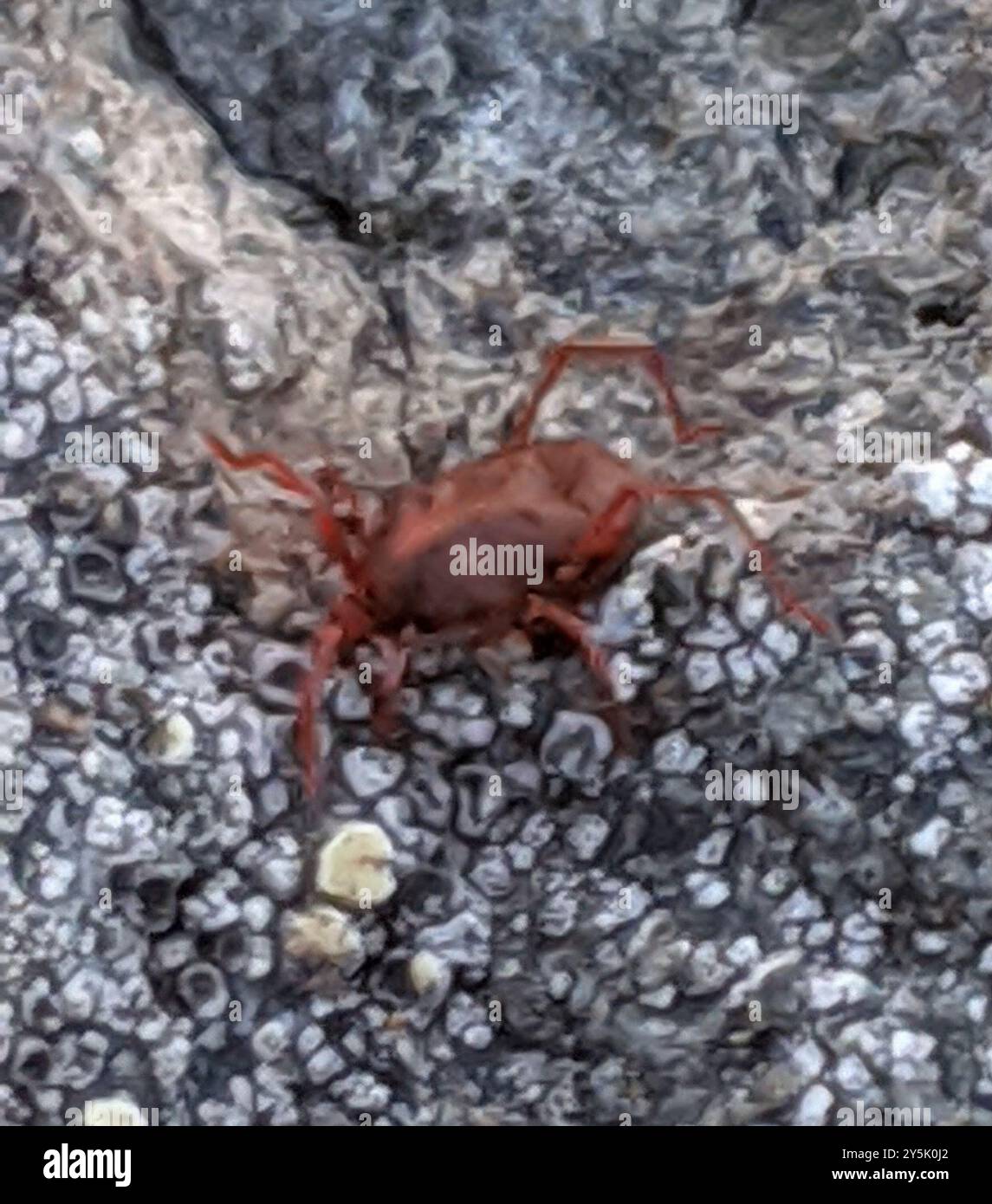 Mites and Ticks (Acari) Arachnida Stock Photo - Alamy