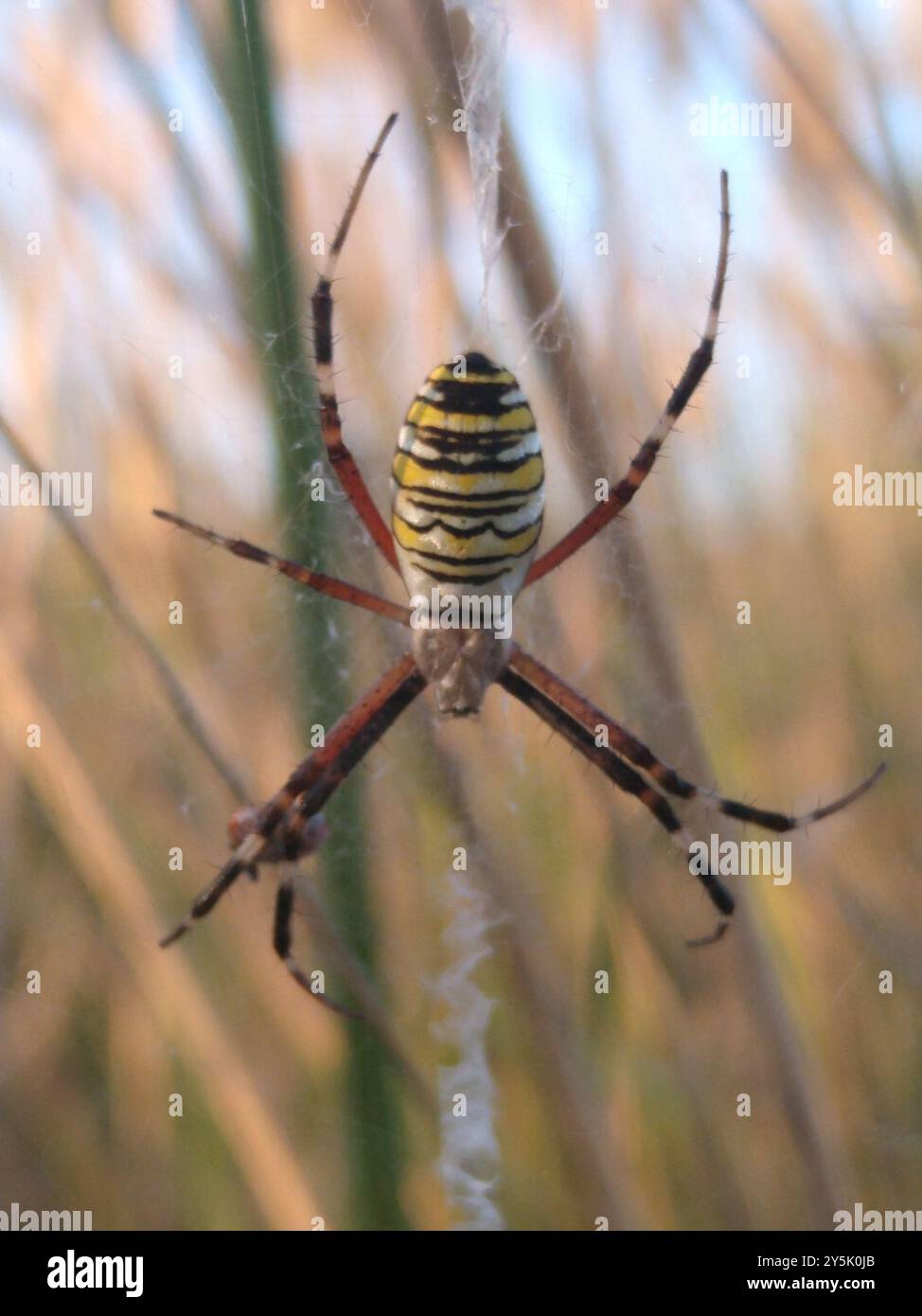Wasp Spider (Argiope bruennichi) Arachnida Stock Photo - Alamy