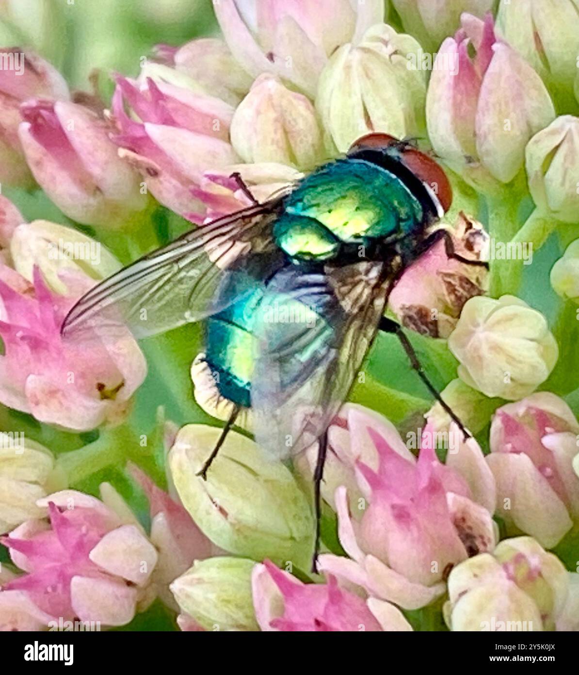 Greenbottle Flies (Lucilia) Insecta Stock Photo - Alamy