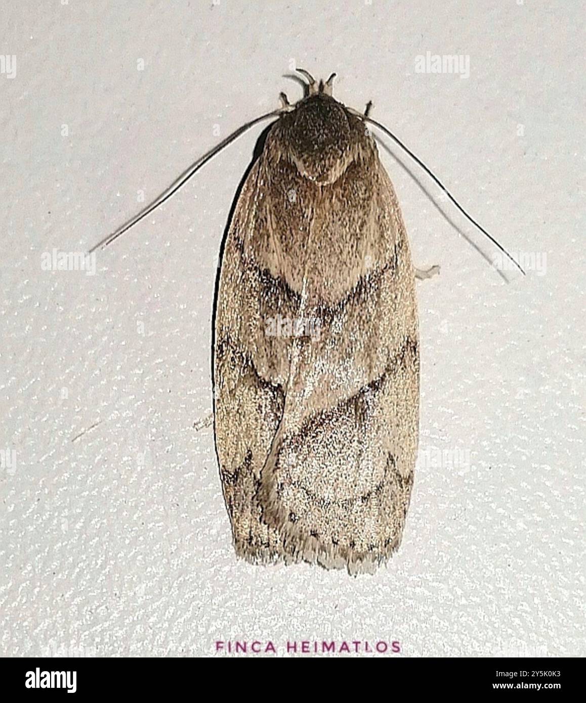 Flat-bodied moths (Depressariidae) Insecta Stock Photo - Alamy
