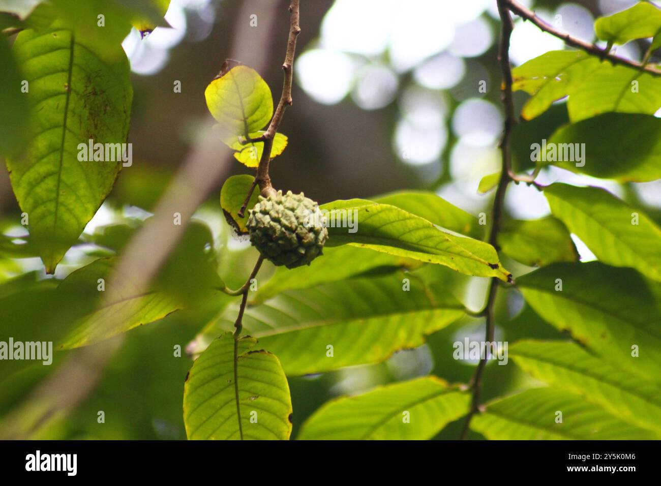 Biriba (Annona mucosa) Plantae Stock Photo - Alamy