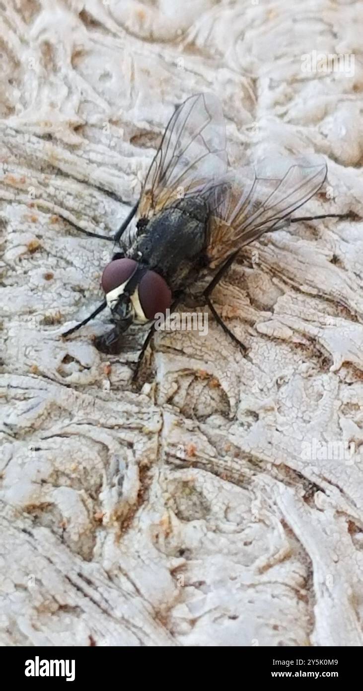 Common House Fly (Musca domestica) Insecta Stock Photo - Alamy