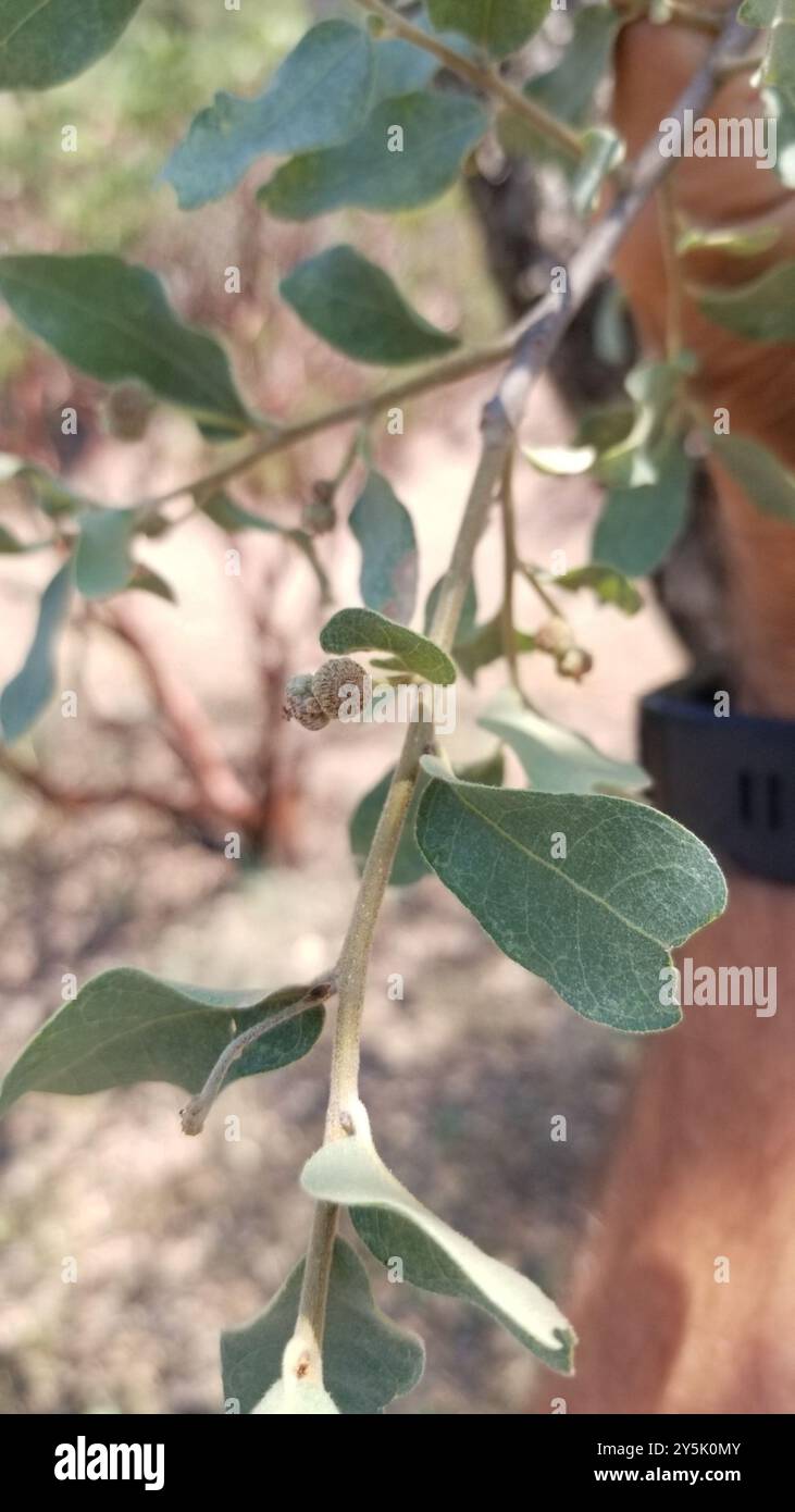 gray oak (Quercus grisea) Plantae Stock Photo - Alamy