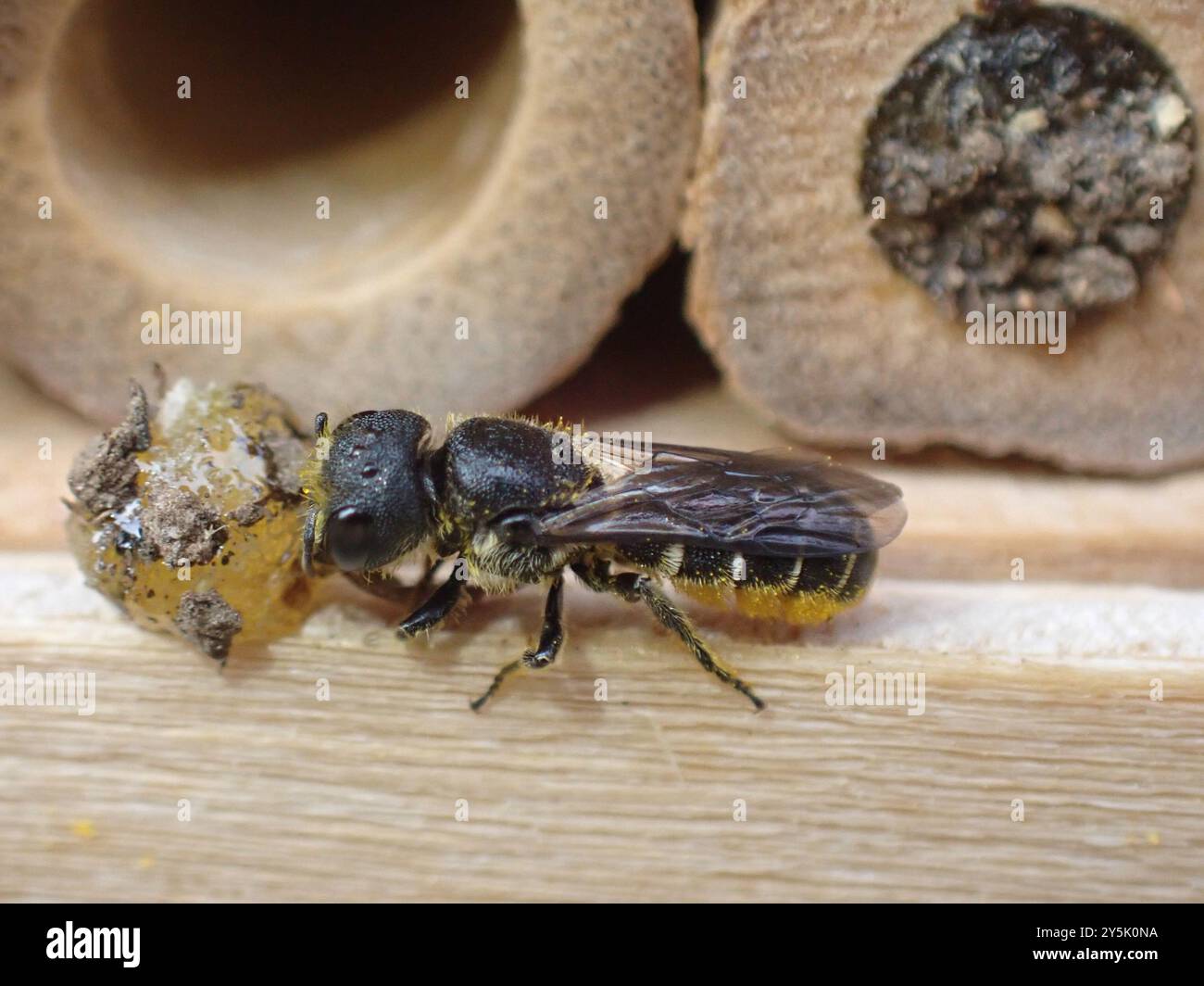 Large-headed Armoured-Resin bee (Heriades truncorum) Insecta Stock ...