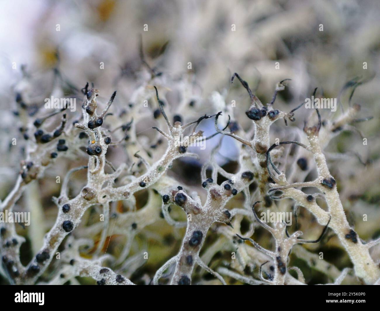 Great Ciliated Lichen (Anaptychia ciliaris) Fungi Stock Photo - Alamy