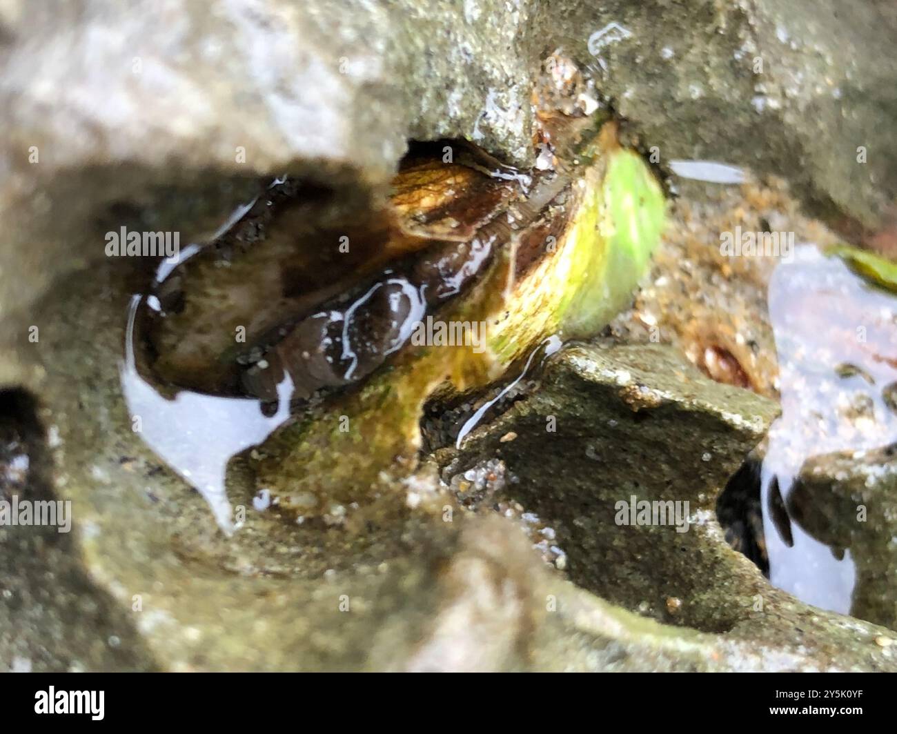 Flat-tip Piddock (Penitella penita) Mollusca Stock Photo - Alamy
