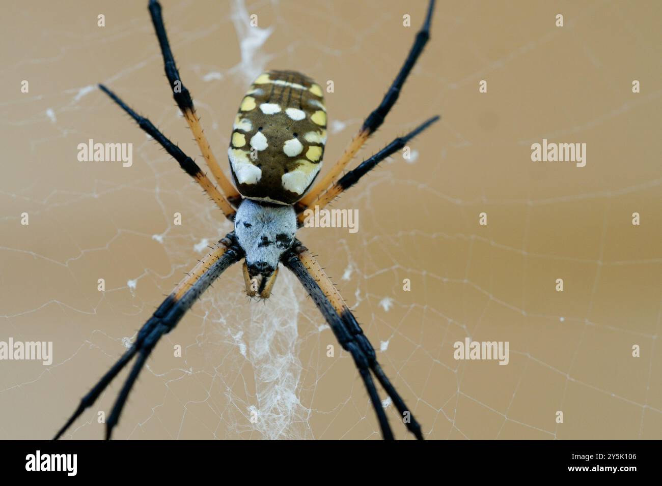 Yellow Garden Spider (Argiope aurantia) Arachnida Stock Photo - Alamy