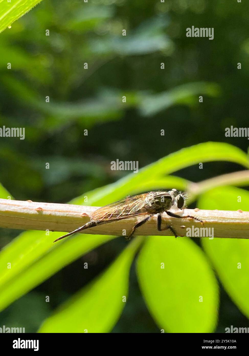 Hammertails (Efferia) Insecta Stock Photo - Alamy