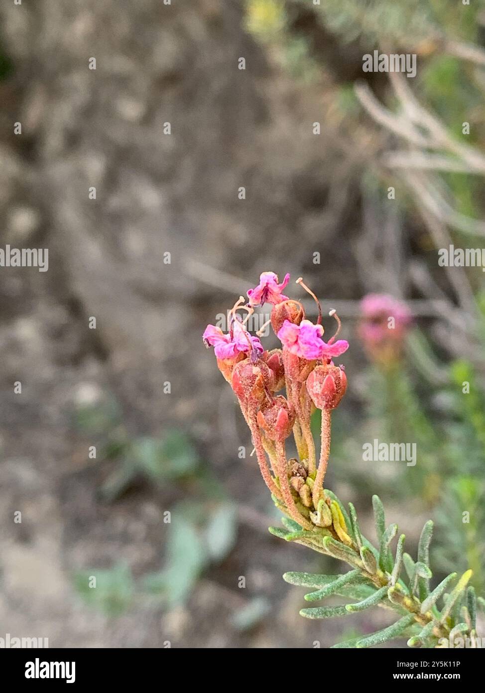 Purple Mountain-heath (Phyllodoce breweri) Plantae Stock Photo - Alamy