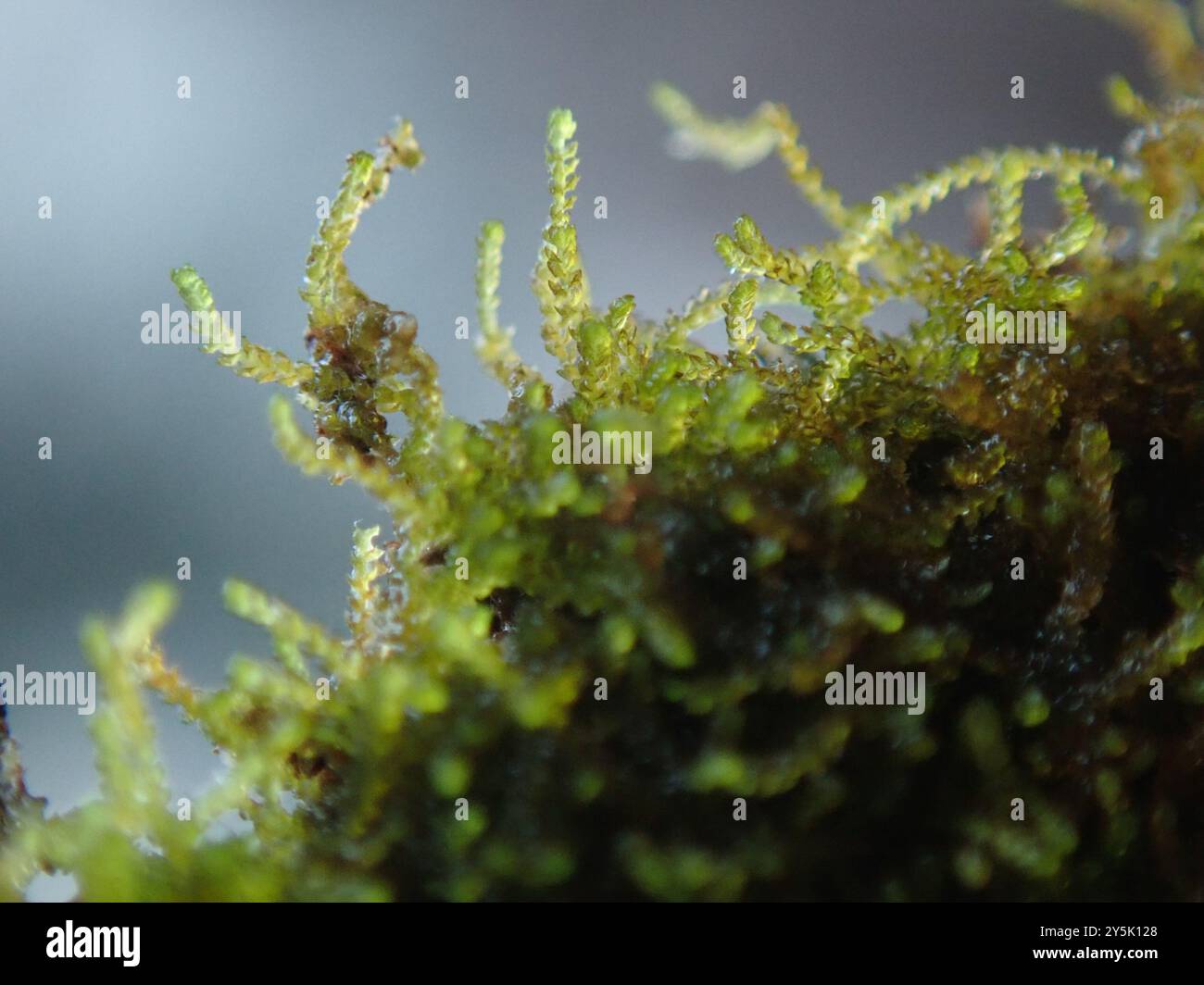 Turner's Threadwort (Cephaloziella turneri) Plantae Stock Photo - Alamy
