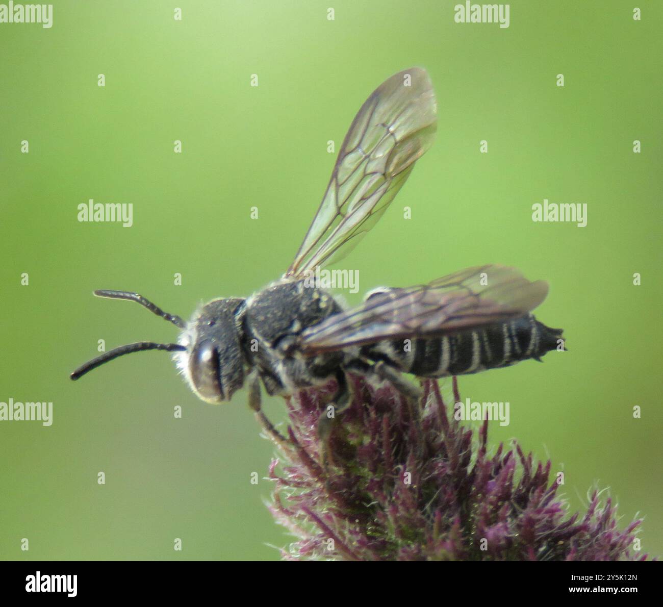 Sharptail Bees (Coelioxys) Insecta Stock Photo - Alamy
