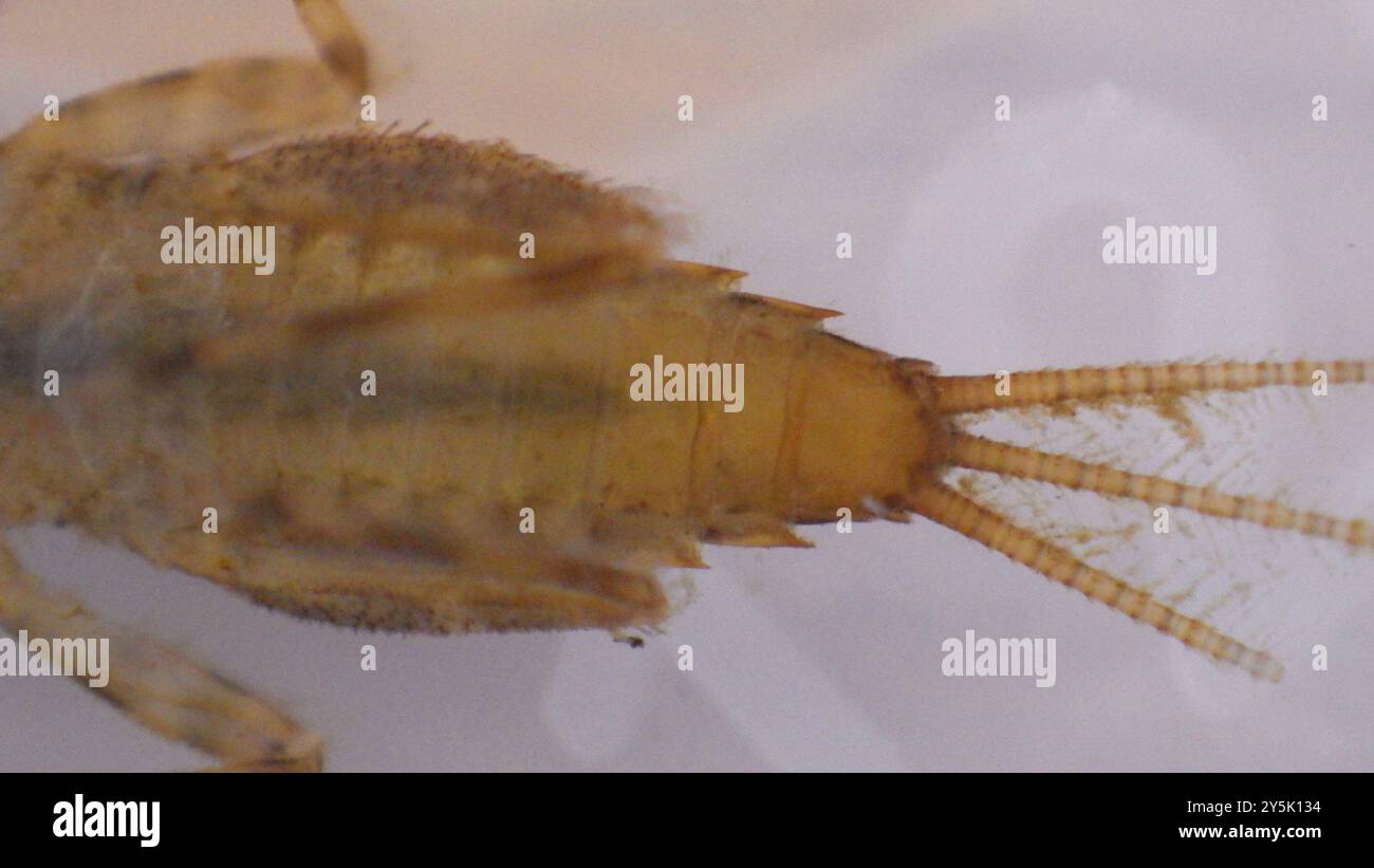 Modest Flat-headed Mayfly (Maccaffertium modestum) Insecta Stock Photo ...