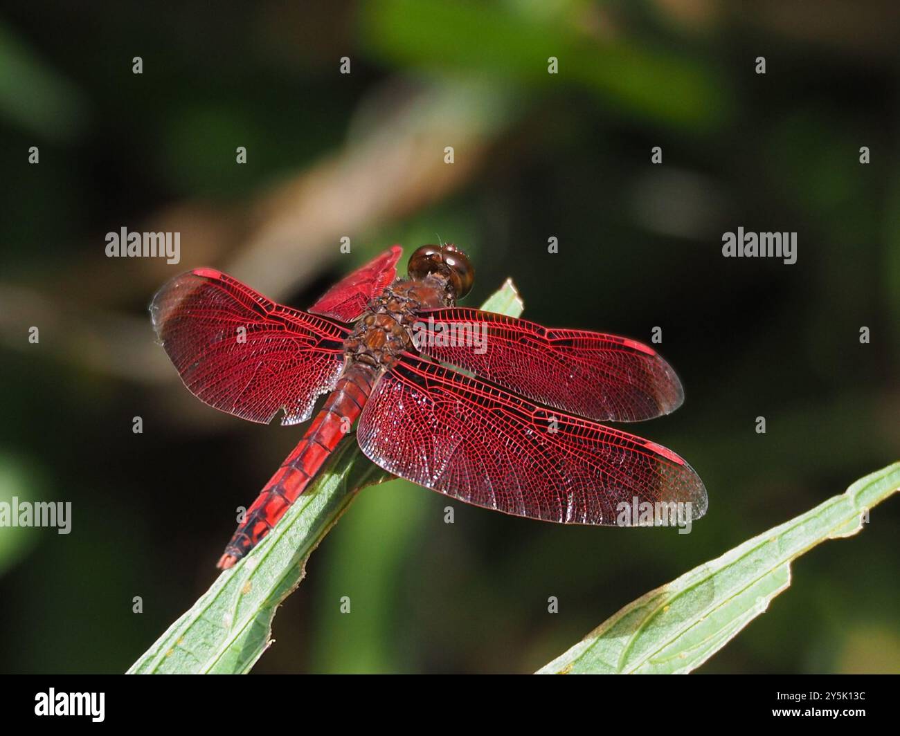(Neurothemis taiwanensis) Insecta Stock Photo - Alamy