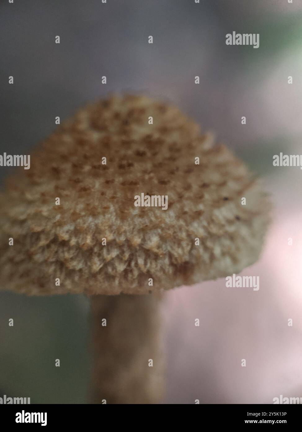 Fibercaps and Allies (Inocybaceae) Fungi Stock Photo - Alamy