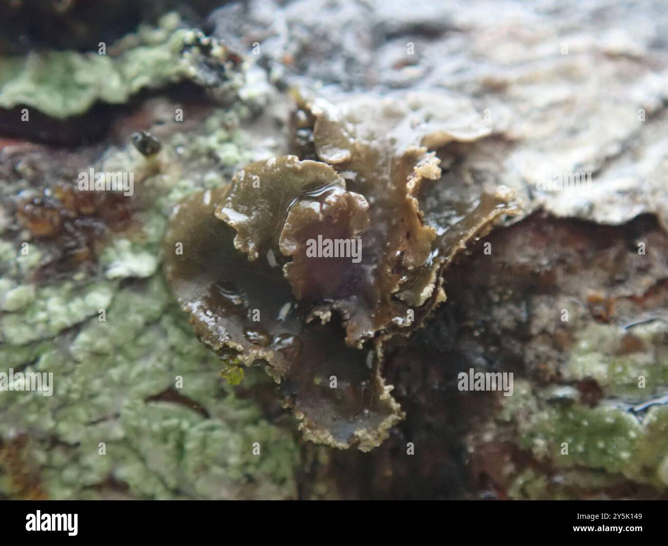 Powdered Moon Lichen (Sticta limbata) Fungi Stock Photo - Alamy