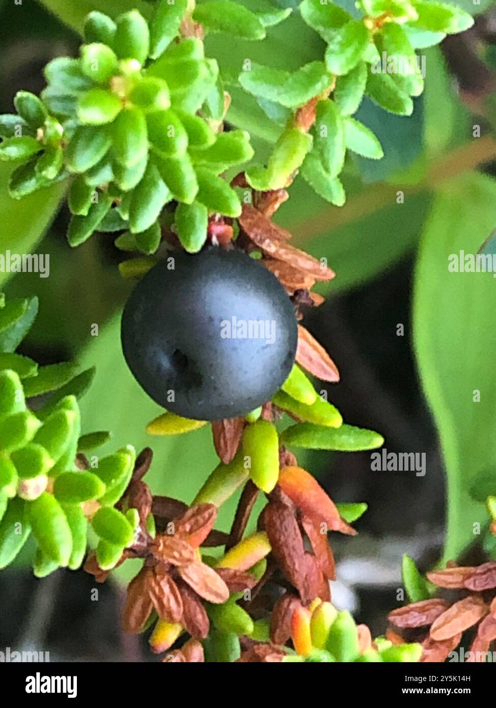 black crowberry (Empetrum nigrum) Plantae Stock Photo - Alamy