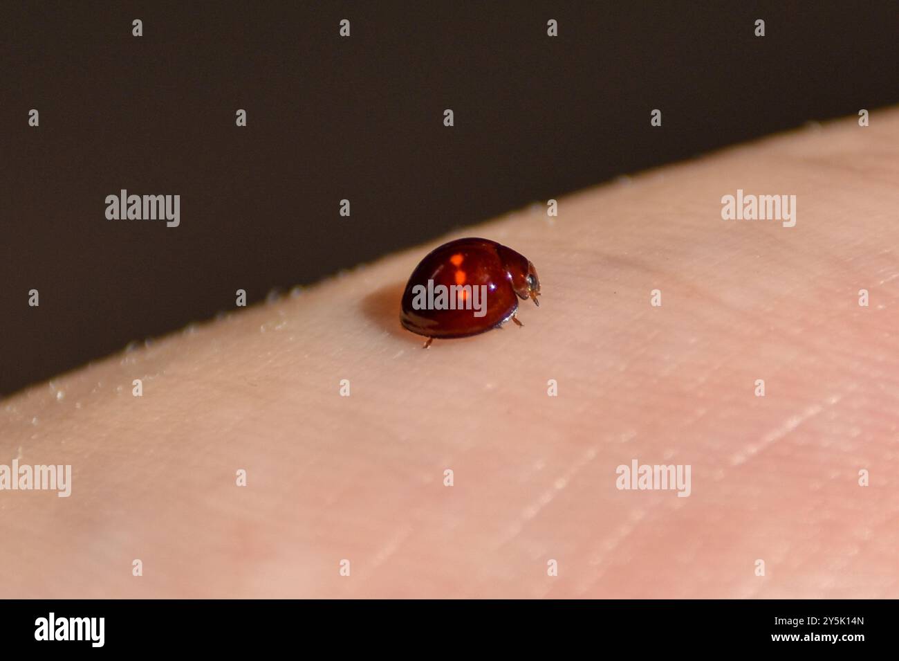 Heather Ladybird (Chilocorus bipustulatus) Insecta Stock Photo - Alamy