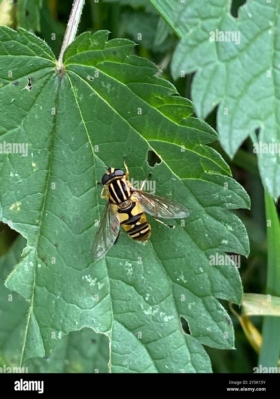 Sun Fly (Helophilus pendulus) Insecta Stock Photo - Alamy