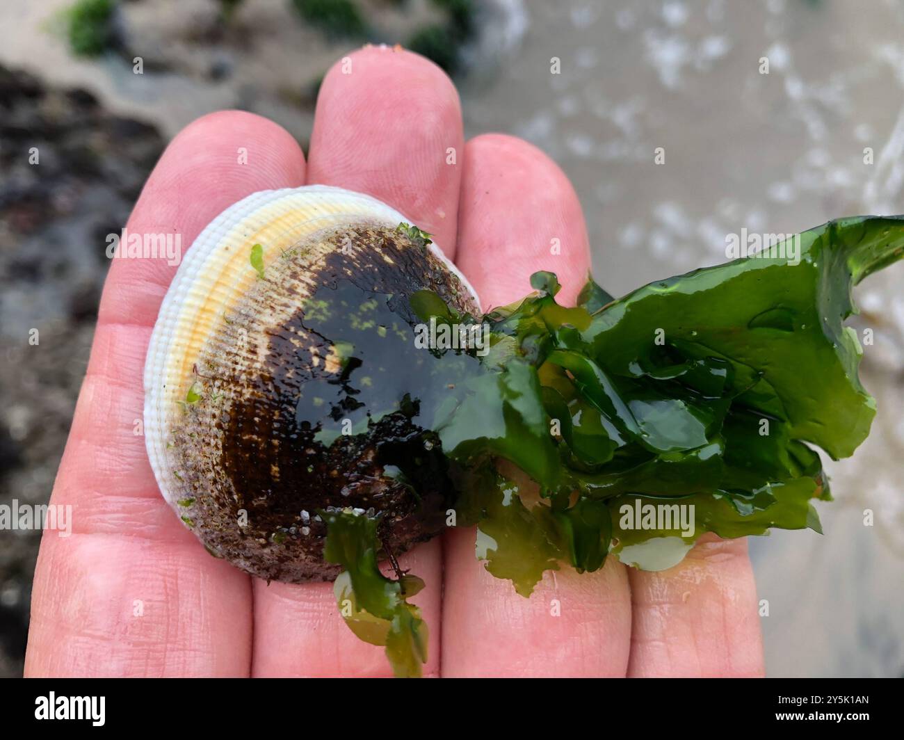 Pacific Littleneck Clam (Leukoma staminea) Mollusca Stock Photo - Alamy