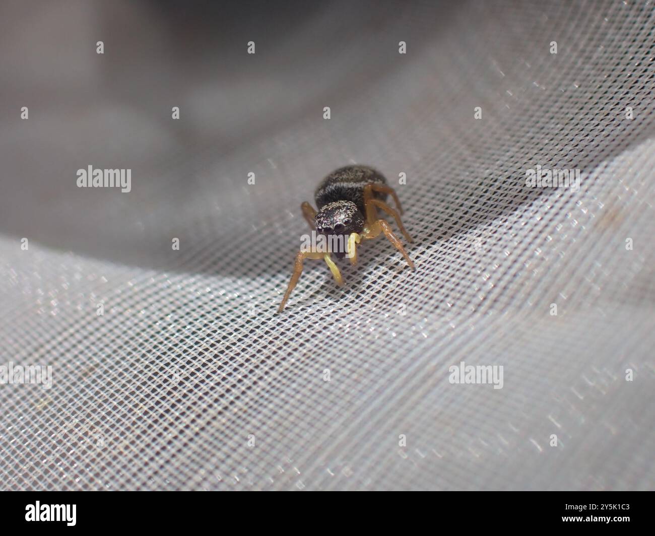 Sun Jumping Spiders (Heliophanus) Arachnida Stock Photo - Alamy