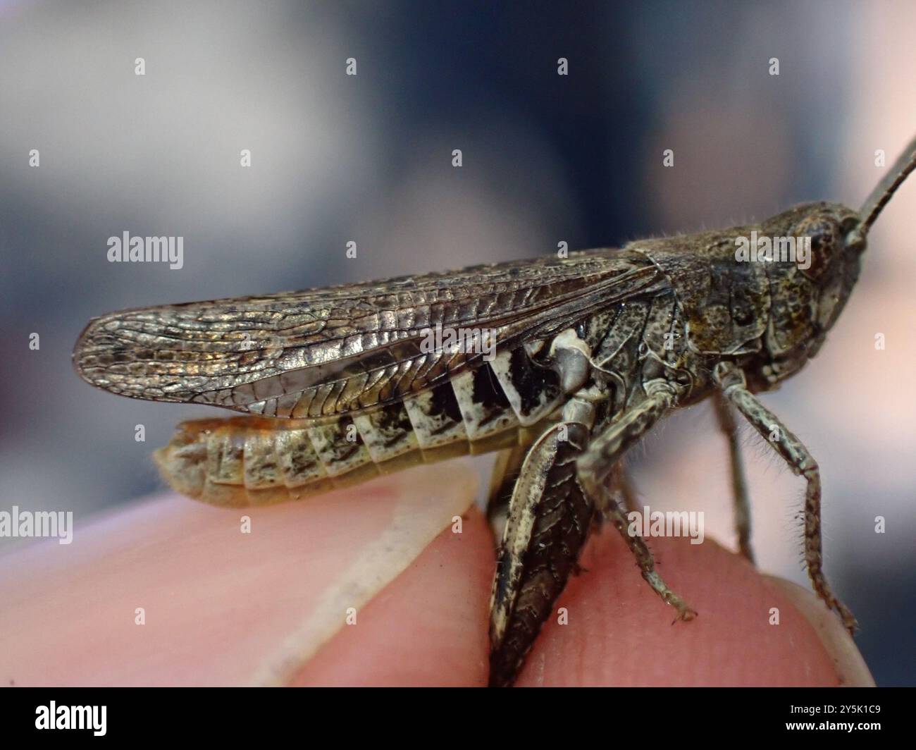Bow-winged Grasshopper (Chorthippus biguttulus) Insecta Stock Photo - Alamy