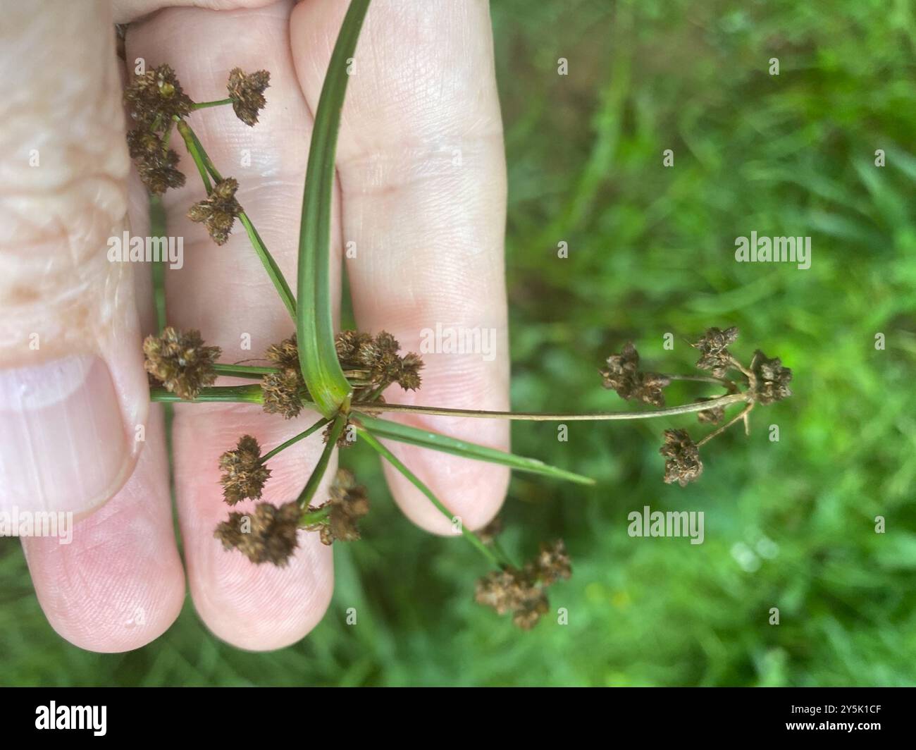 dark green bulrush (Scirpus atrovirens) Plantae Stock Photo - Alamy
