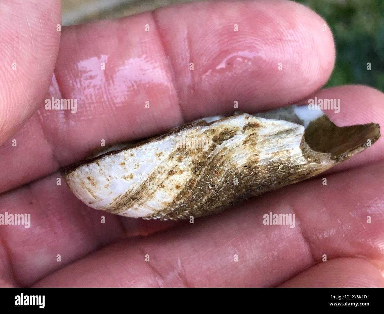Piddocks and Angelwings (Pholadidae) Mollusca Stock Photo - Alamy