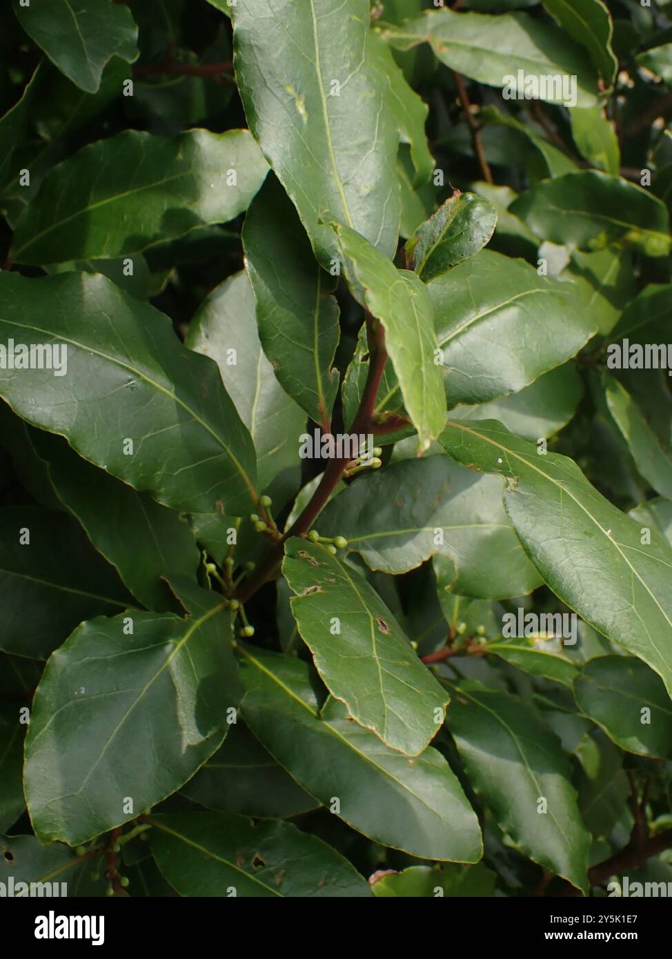 Bay laurel (Laurus nobilis) Plantae Stock Photo - Alamy
