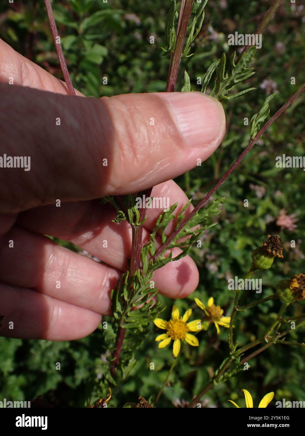 Hoary Ragwort (Jacobaea erucifolia) Plantae Stock Photo - Alamy