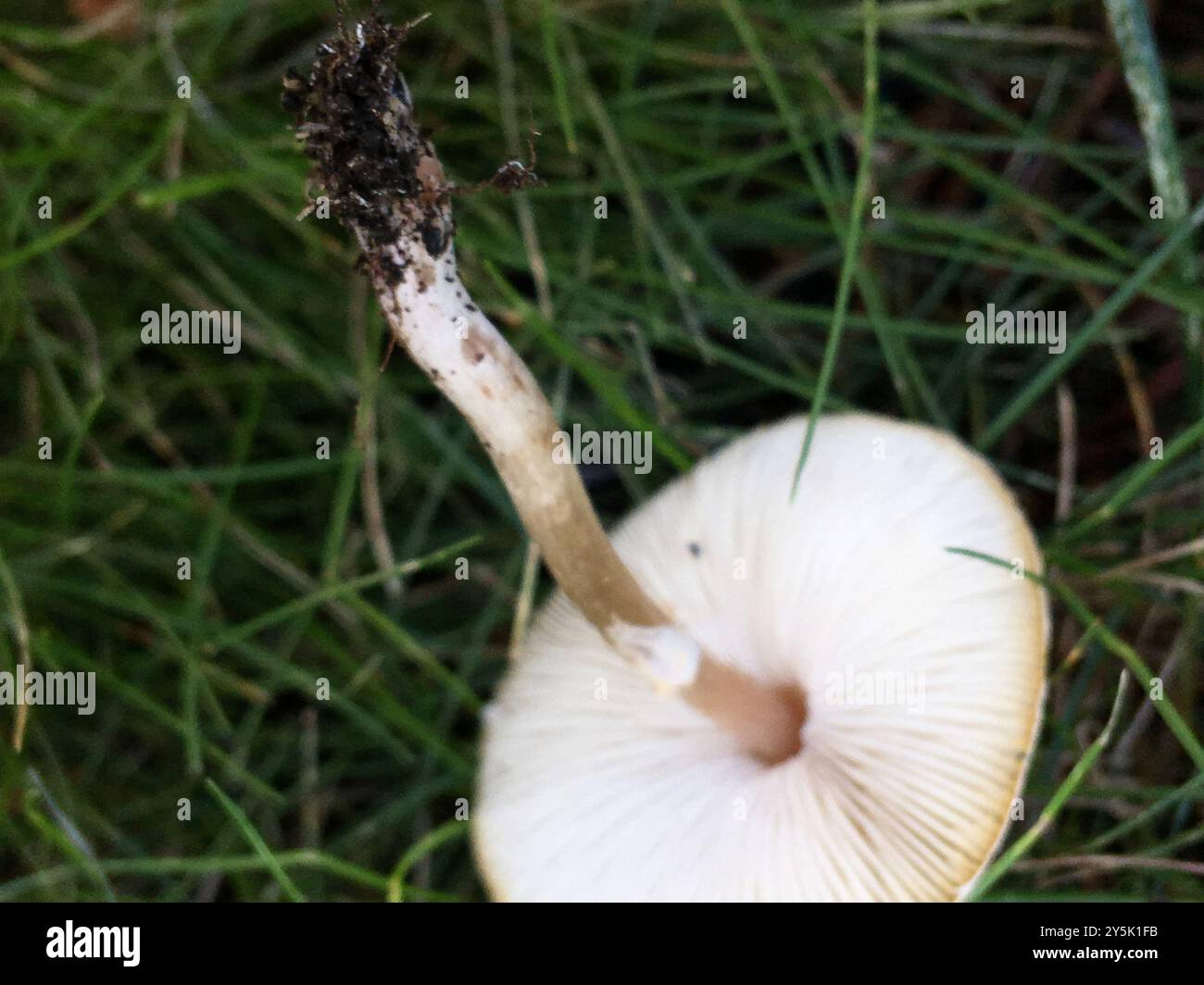 Stinking Dapperling (Lepiota cristata) Fungi Stock Photo - Alamy