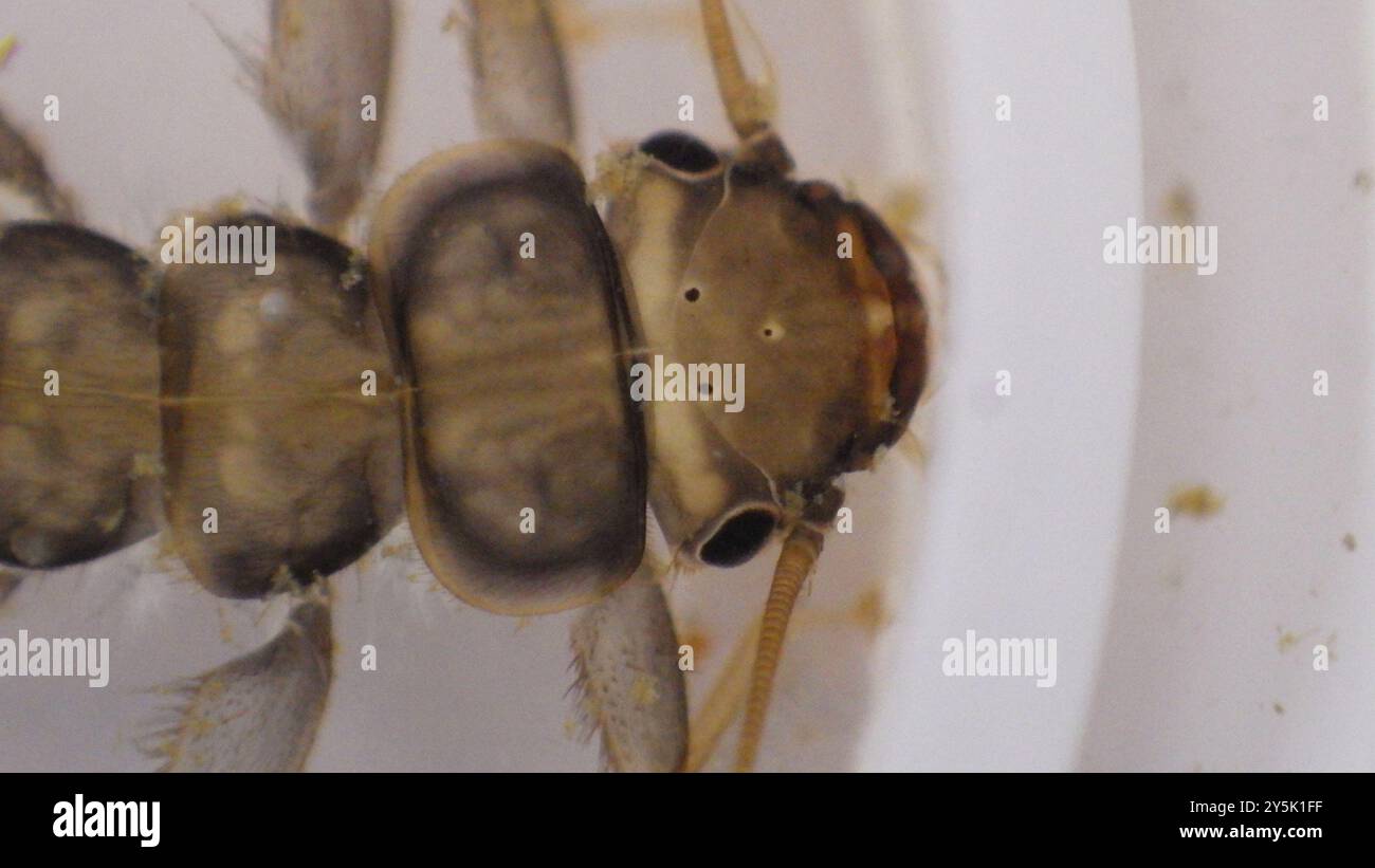 Common Stoneflies (Perlidae) Insecta Stock Photo - Alamy