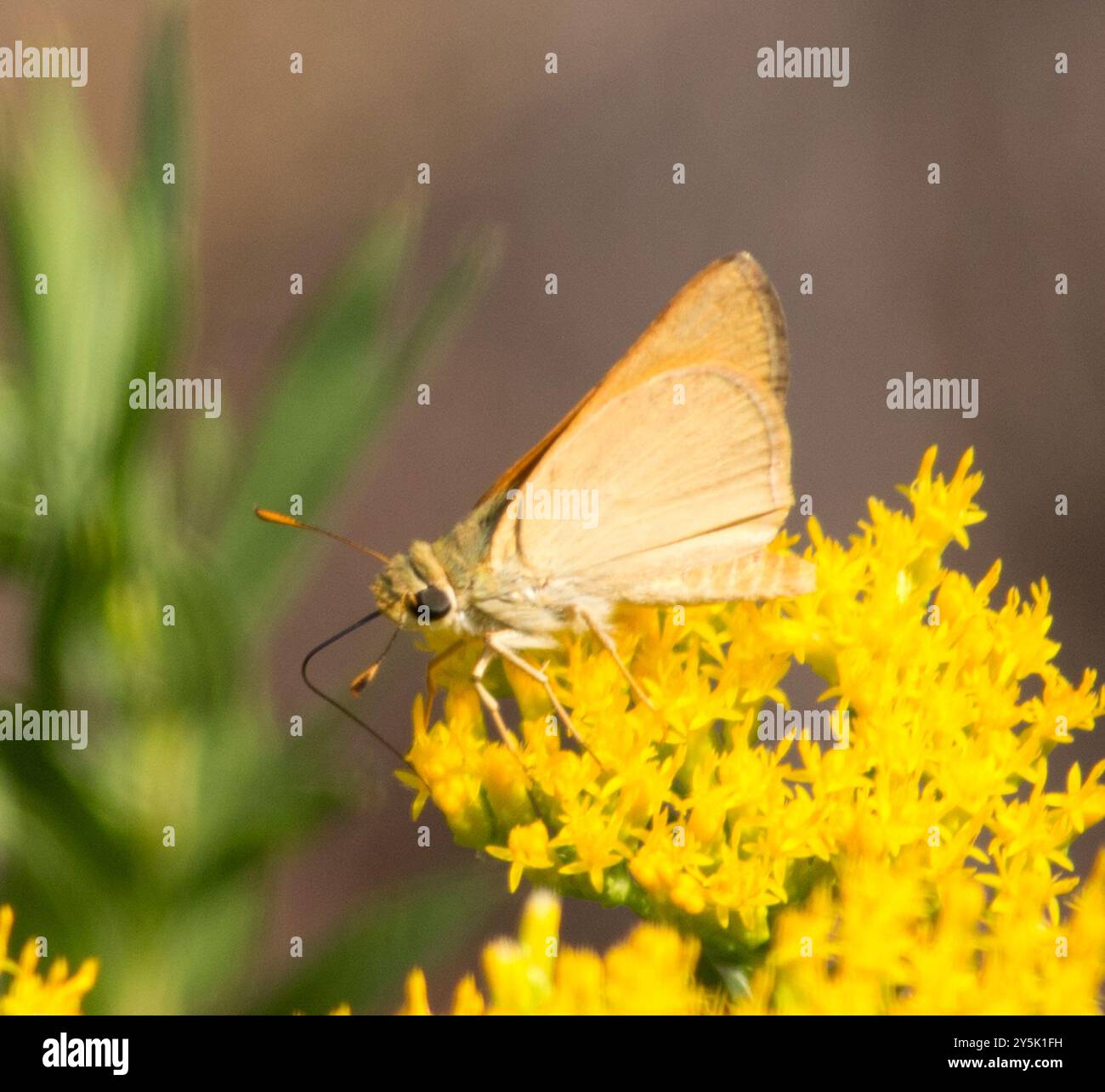 Great Basin Woodland Skipper (Ochlodes sylvanoides omnigena) Insecta ...