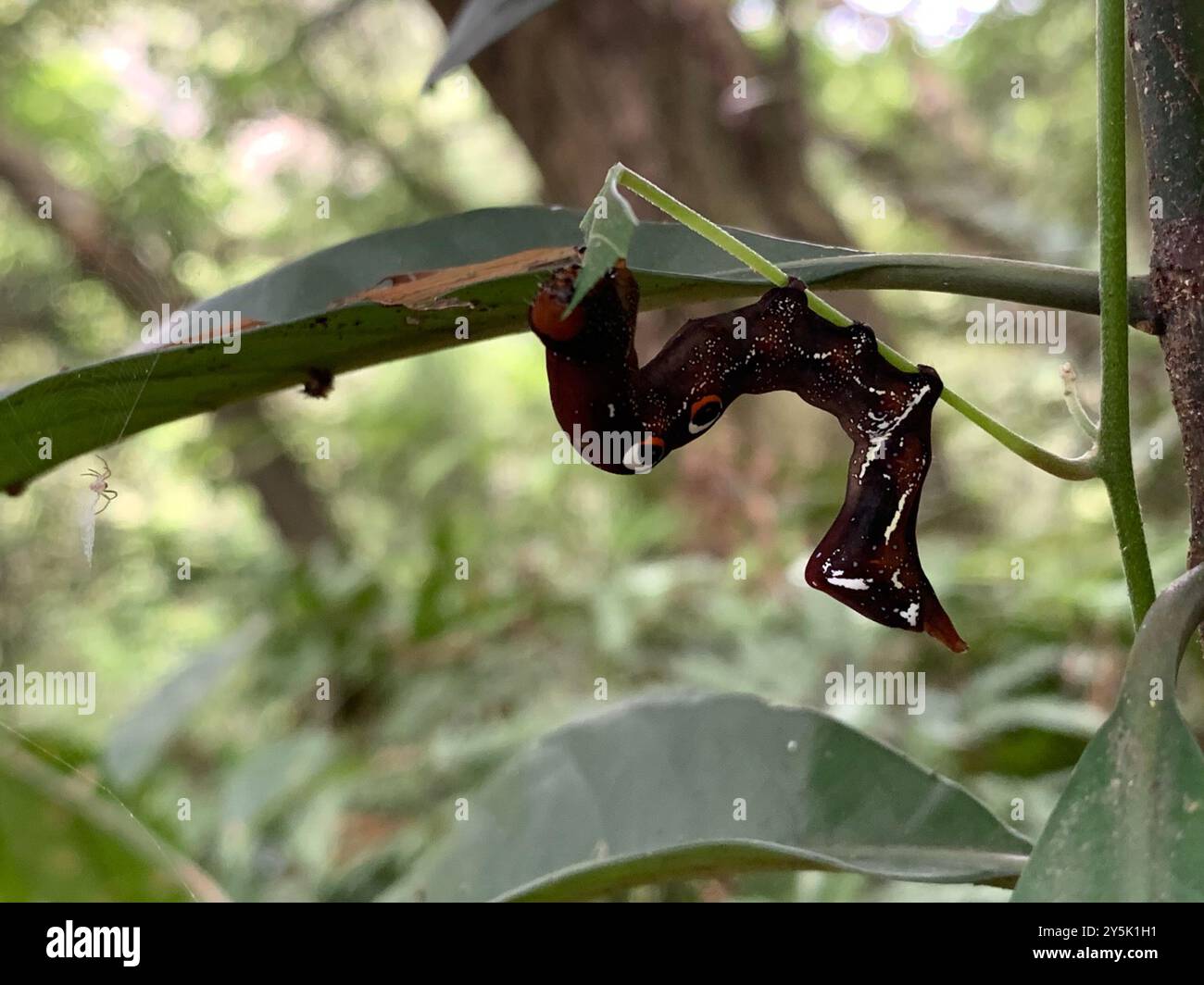 Green Fruit-piercing Moth (Eudocima salaminia) Insecta Stock Photo - Alamy