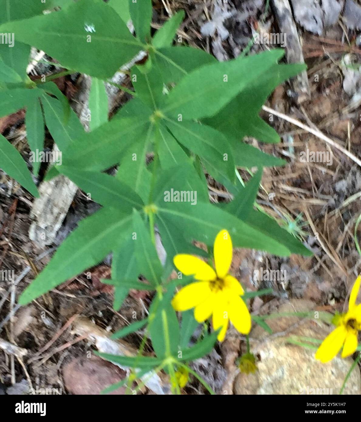Greater Tickseed (Coreopsis major) Plantae Stock Photo - Alamy