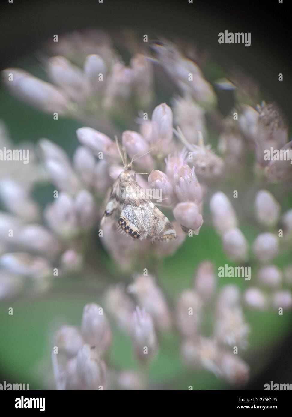Feather-edged Petrophila (Petrophila fulicalis) Insecta Stock Photo - Alamy