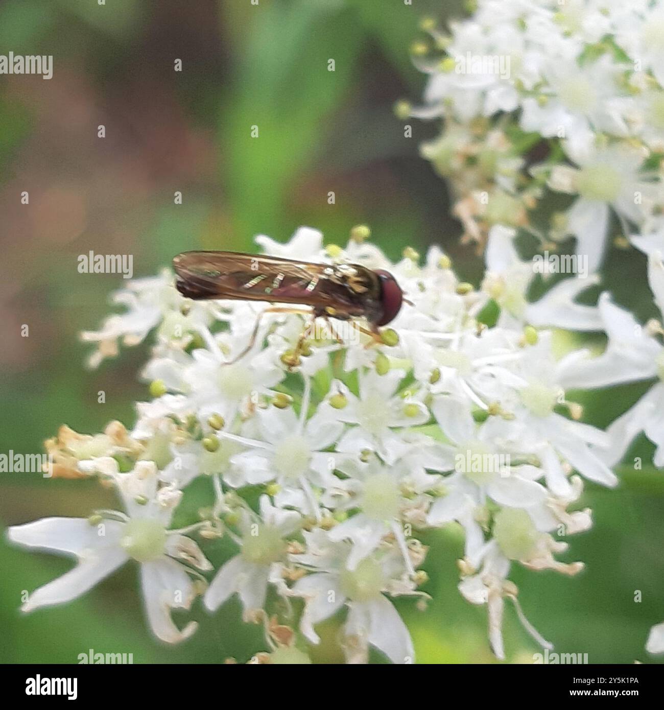 Sedgesitters (Platycheirus) Insecta Stock Photo - Alamy