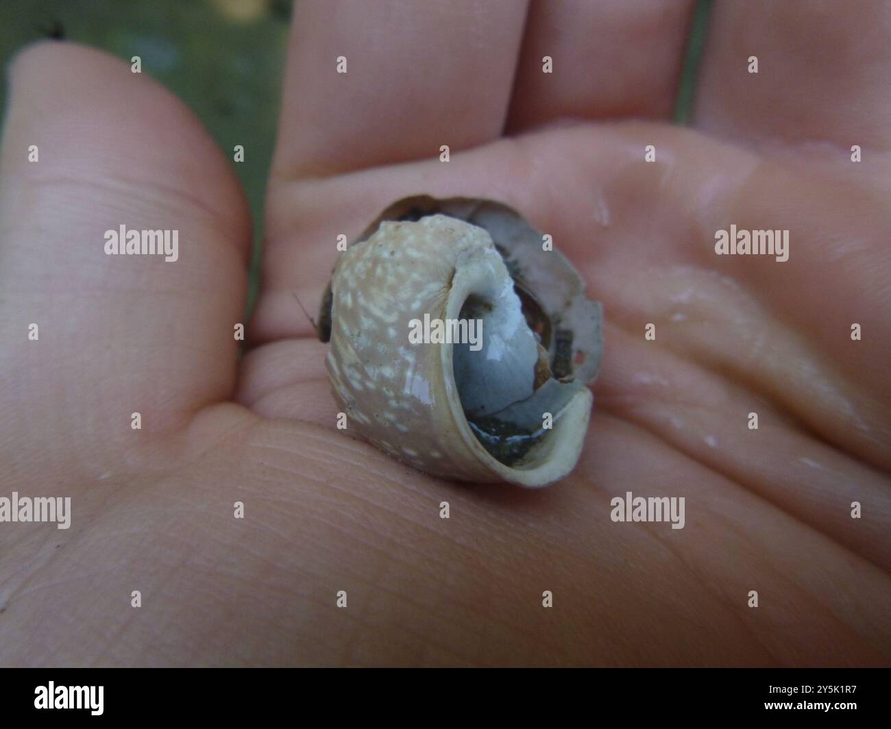 Copse Snail (Arianta arbustorum) Mollusca Stock Photo - Alamy