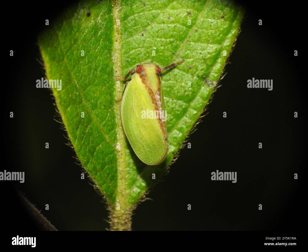 Two-striped Planthopper (Acanalonia bivittata) Insecta Stock Photo - Alamy