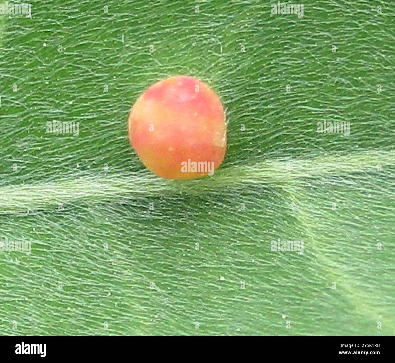 silver terminalia (Terminalia sericea) Plantae Stock Photo - Alamy