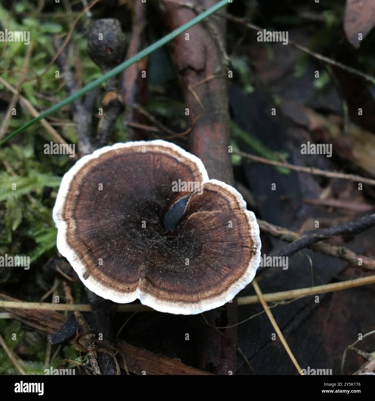 Black Tooth (Phellodon niger) Fungi Stock Photo - Alamy