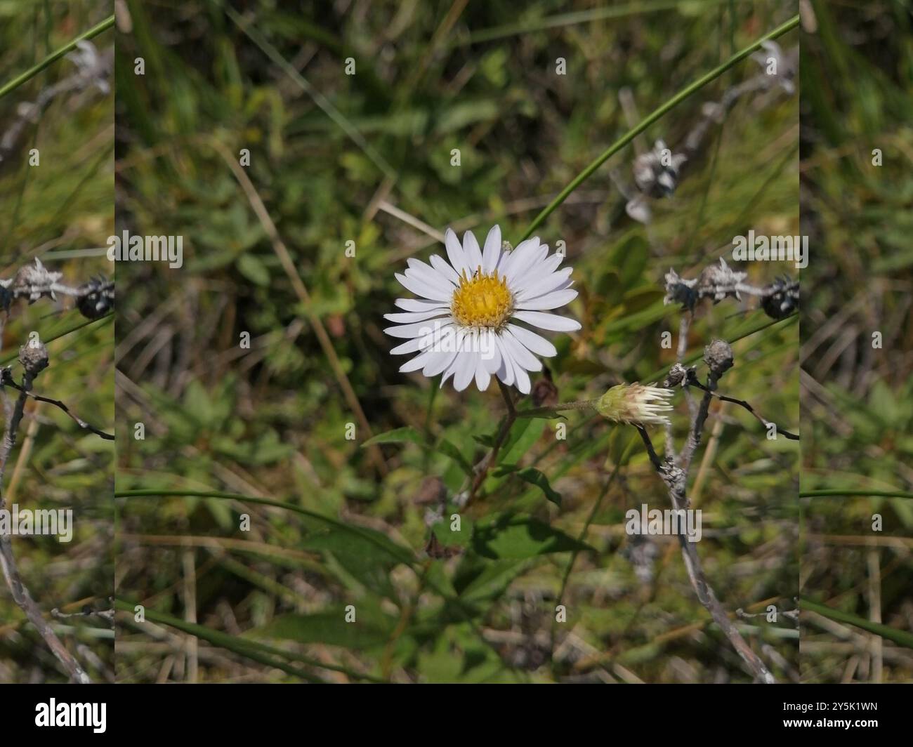 Aster radula hi-res stock photography and images - Alamy