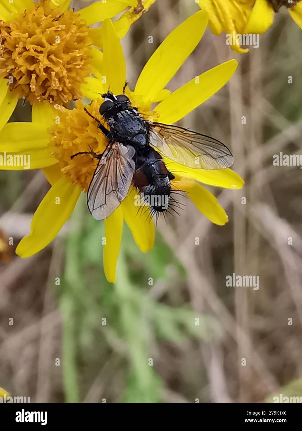 Red Spotted Parasite Fly (Eriothrix rufomaculata) Insecta Stock Photo ...