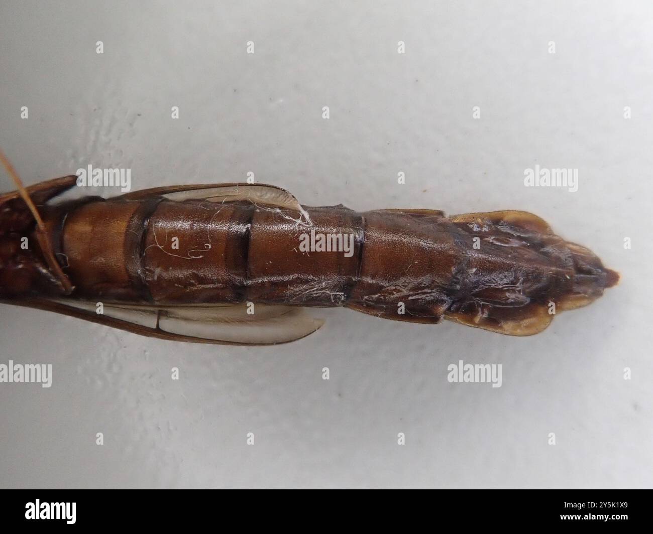 Ship-timber Beetles (Atractocerus) Insecta Stock Photo - Alamy