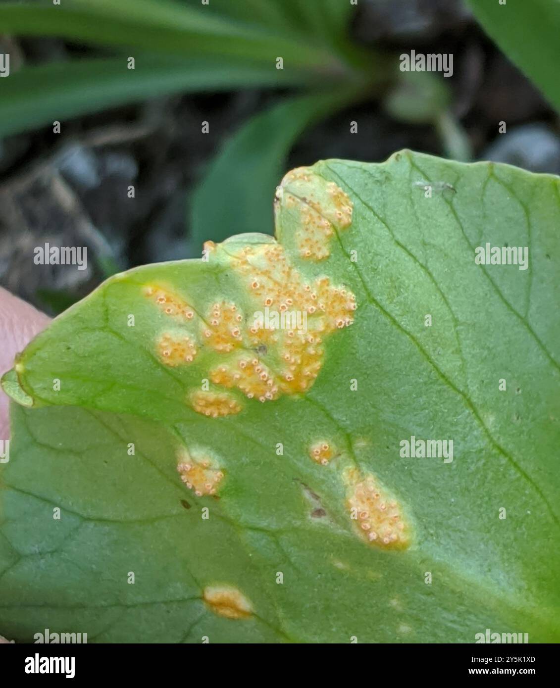 rust fungi (Pucciniales) Fungi Stock Photo - Alamy