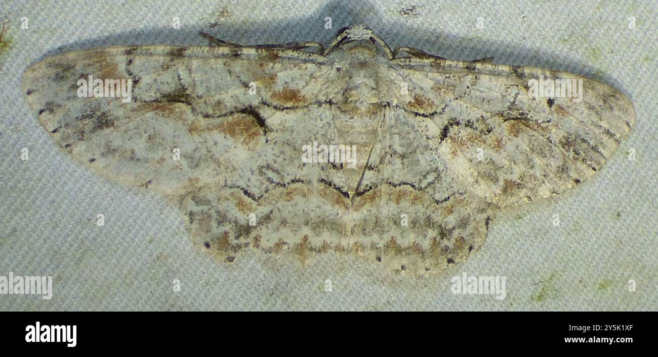 Brown-shaded Gray (Iridopsis defectaria) Insecta Stock Photo - Alamy