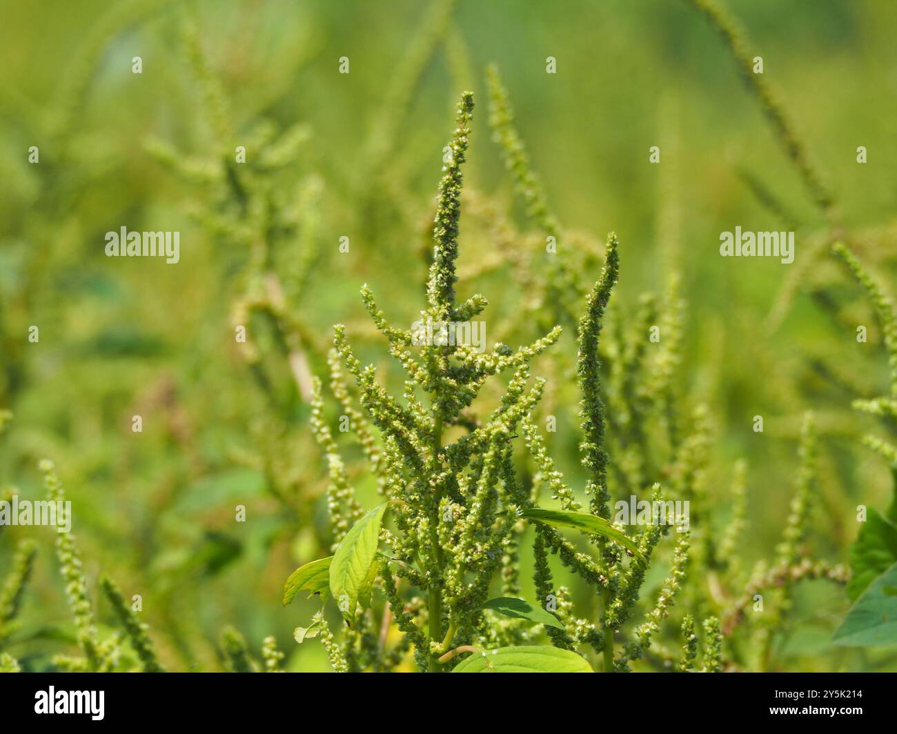 green amaranth (Amaranthus viridis) Plantae Stock Photo - Alamy