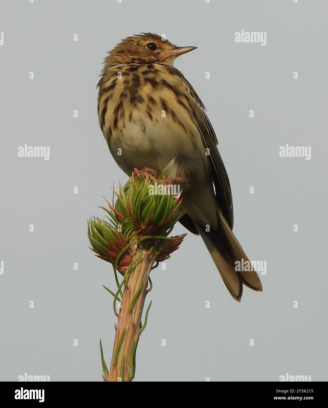 Tree Pipit (Anthus trivialis) Aves Stock Photo - Alamy