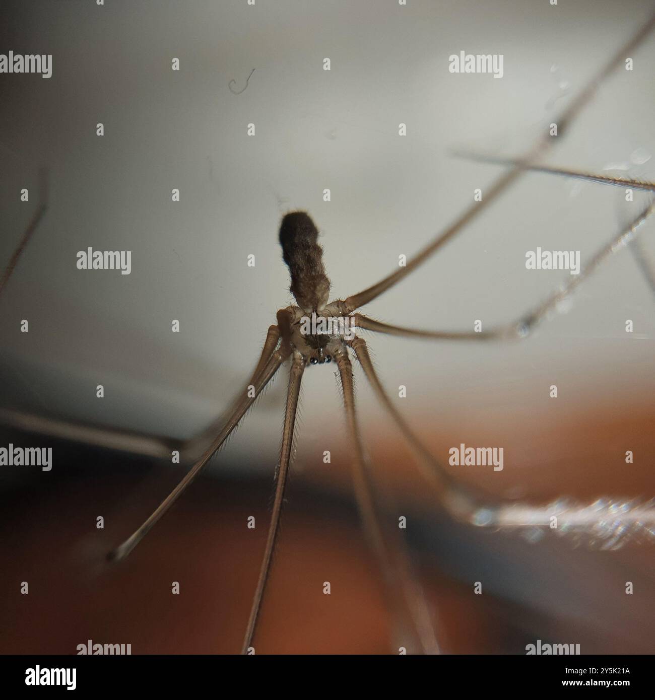 Cellar Spiders (Pholcidae) Arachnida Stock Photo - Alamy