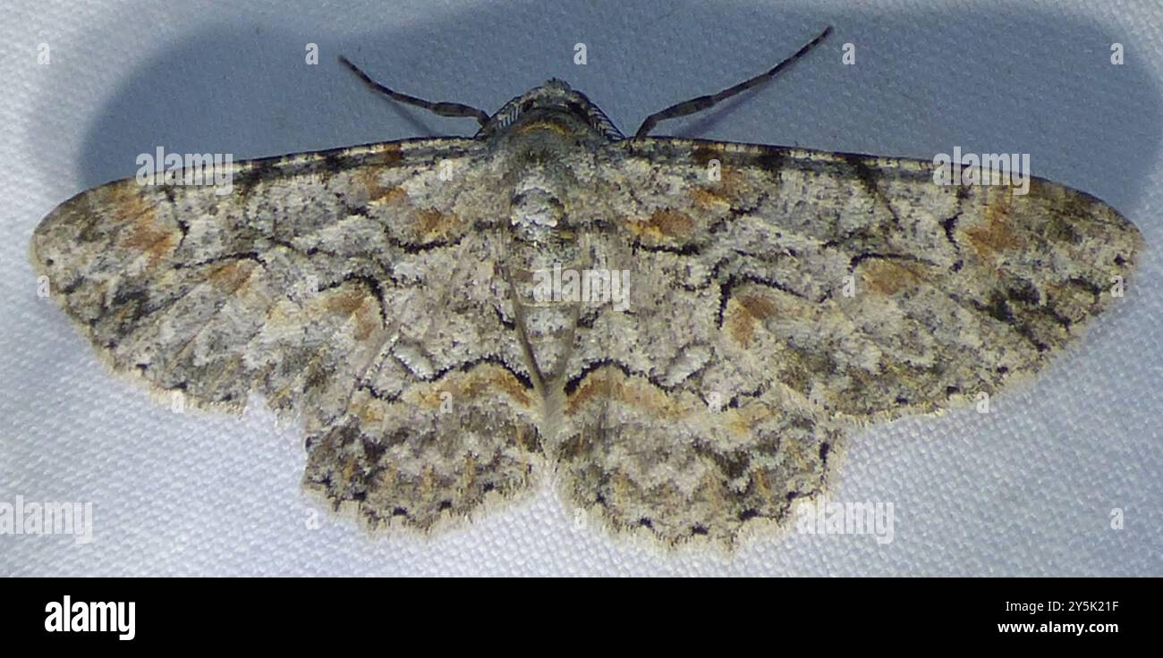 Brown-shaded Gray (Iridopsis defectaria) Insecta Stock Photo - Alamy